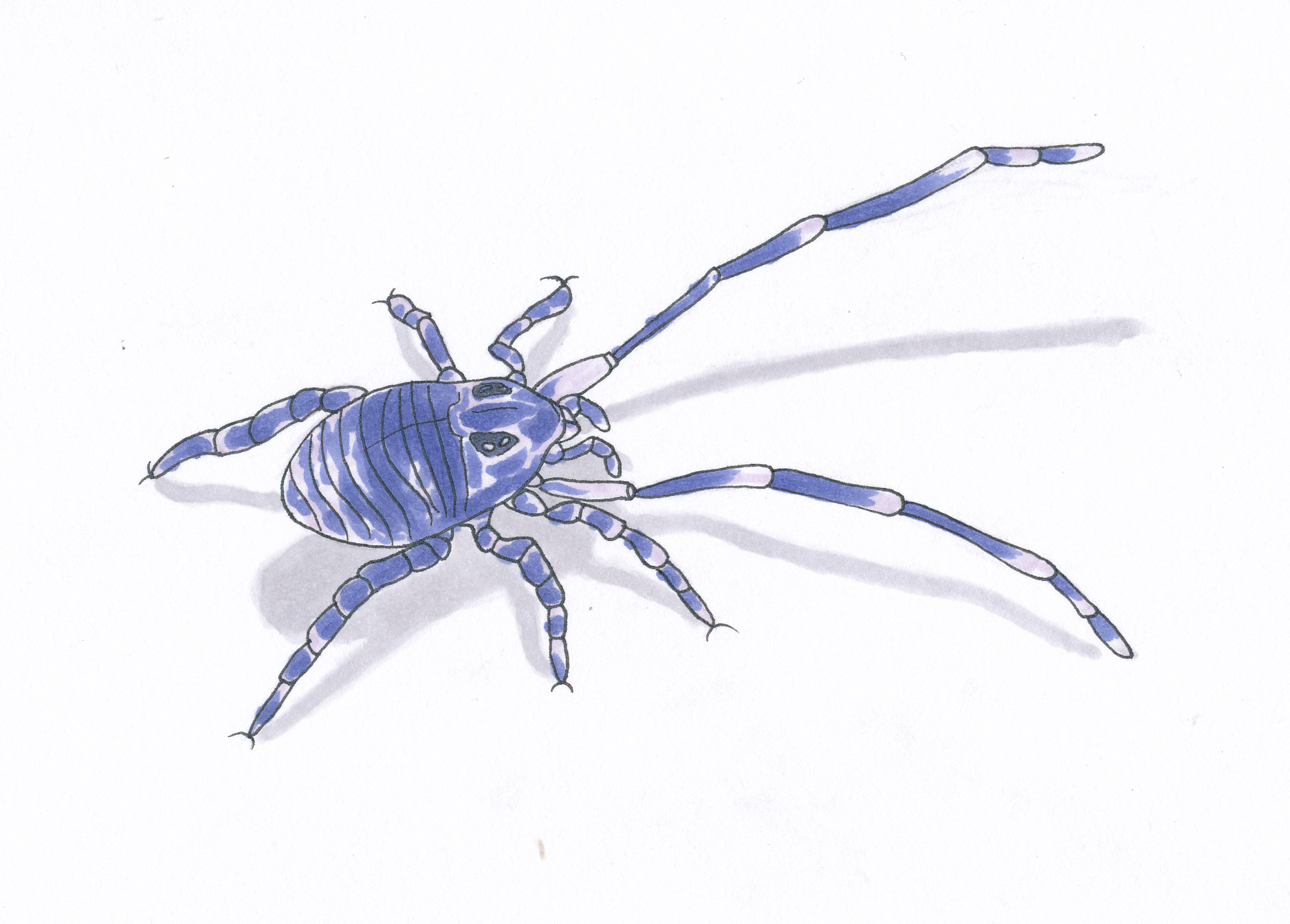 Litter Critters: Intro to the Mites and the ancestral group, the ...