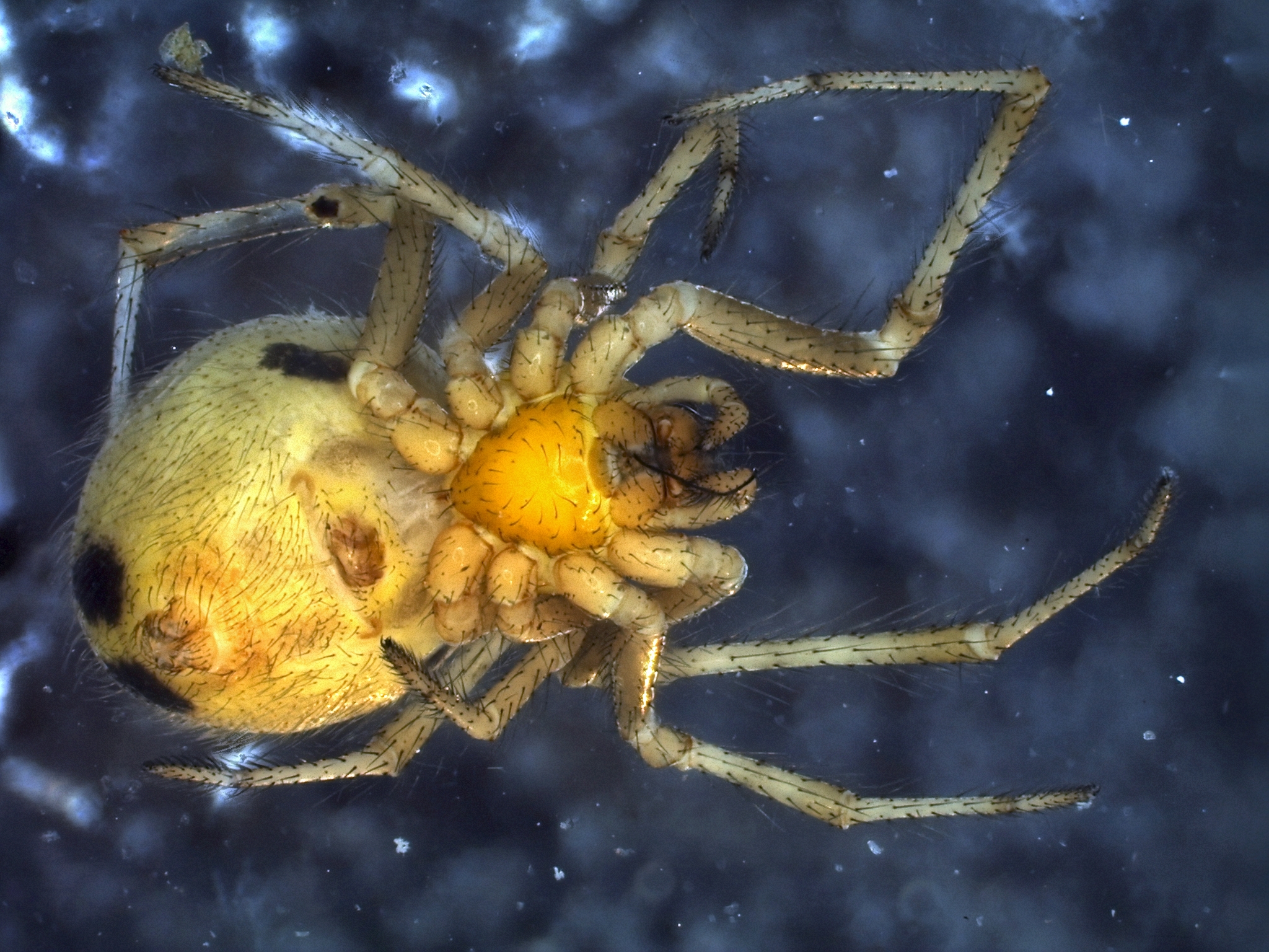 Know Your Grassland Invertebrates: The Cobweb Spiders | The Kaspari Lab